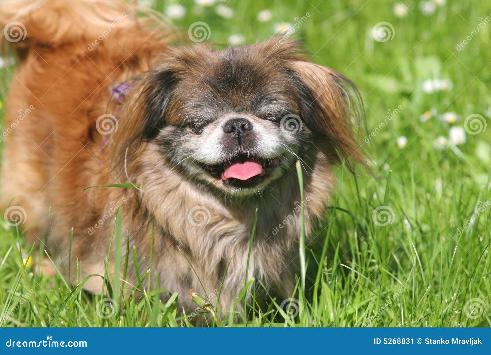 Mooie Pekinees stock afbeelding. Image of zoogdier, neus - 5268831