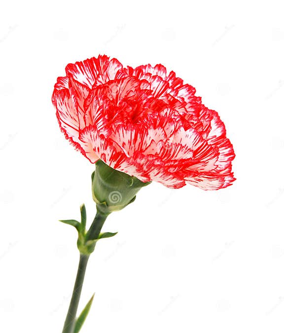 Mooie rode Anjer stock afbeelding. Image of helder, stationair - 41814923