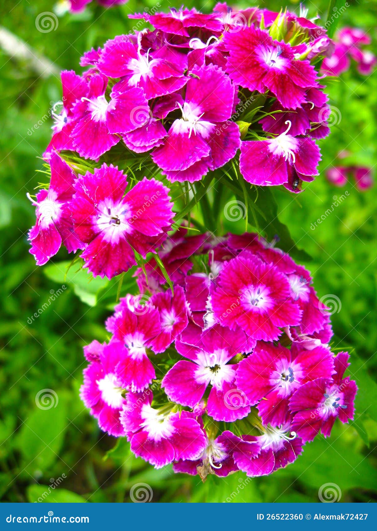 Mooie Rode Bloemen Van Wilde Anjer Stock Foto - Image of samenvatting ...