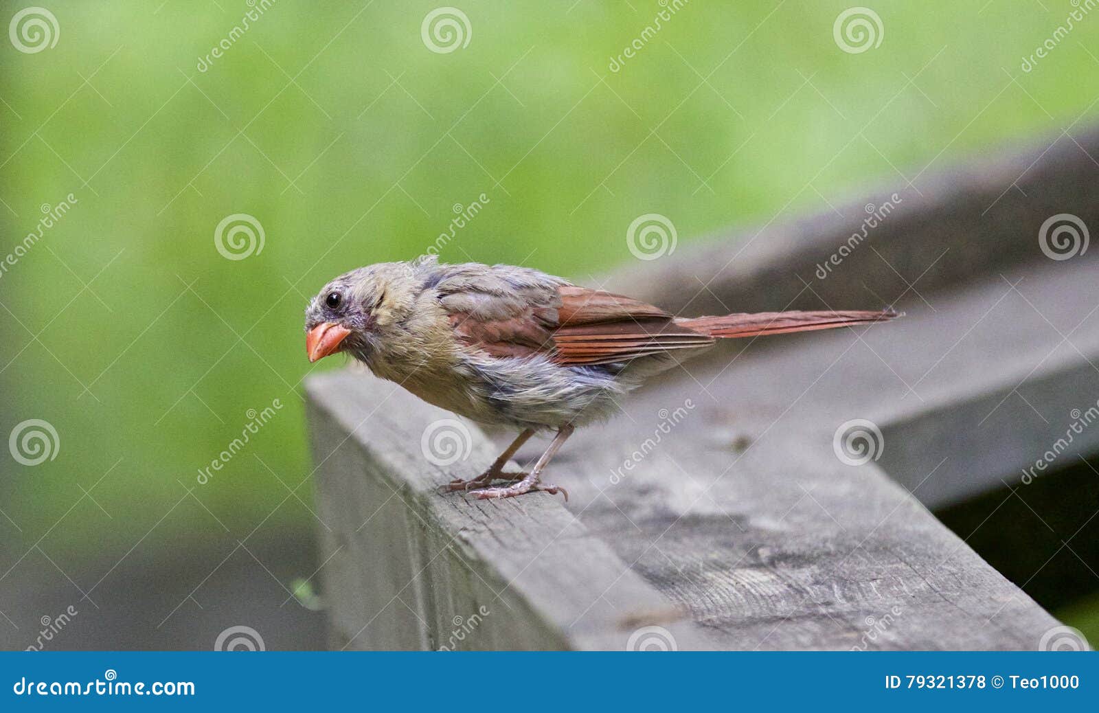 Mooie rode en grijze vogel stock foto. Image of scenario - 79321378