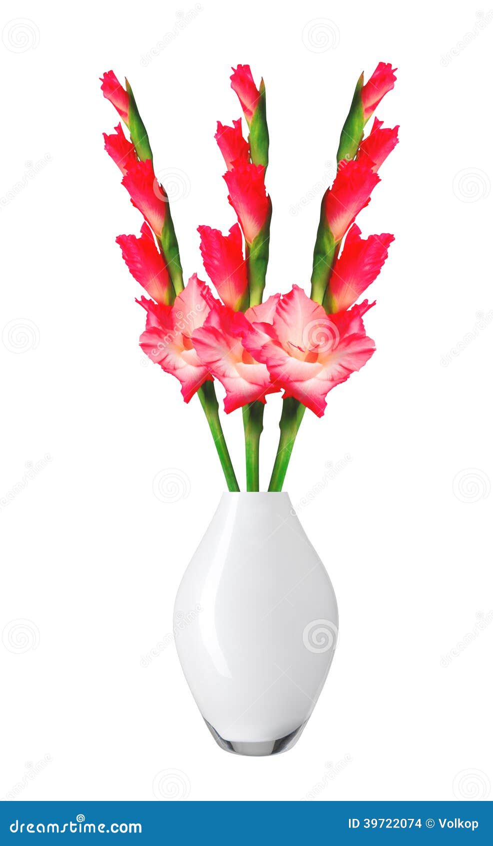 Mooie Rode Gladiolen in Geïsoleerde Vaas Stock Foto - Image of romaans ...