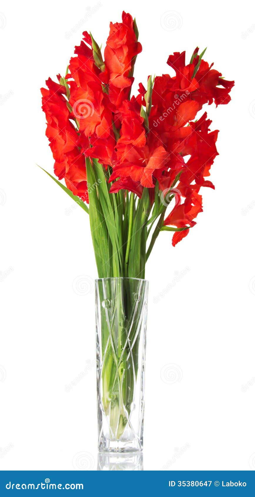 Mooie Rode Gladiolen in Vaas Stock Afbeelding - Image of zwaardlelie ...