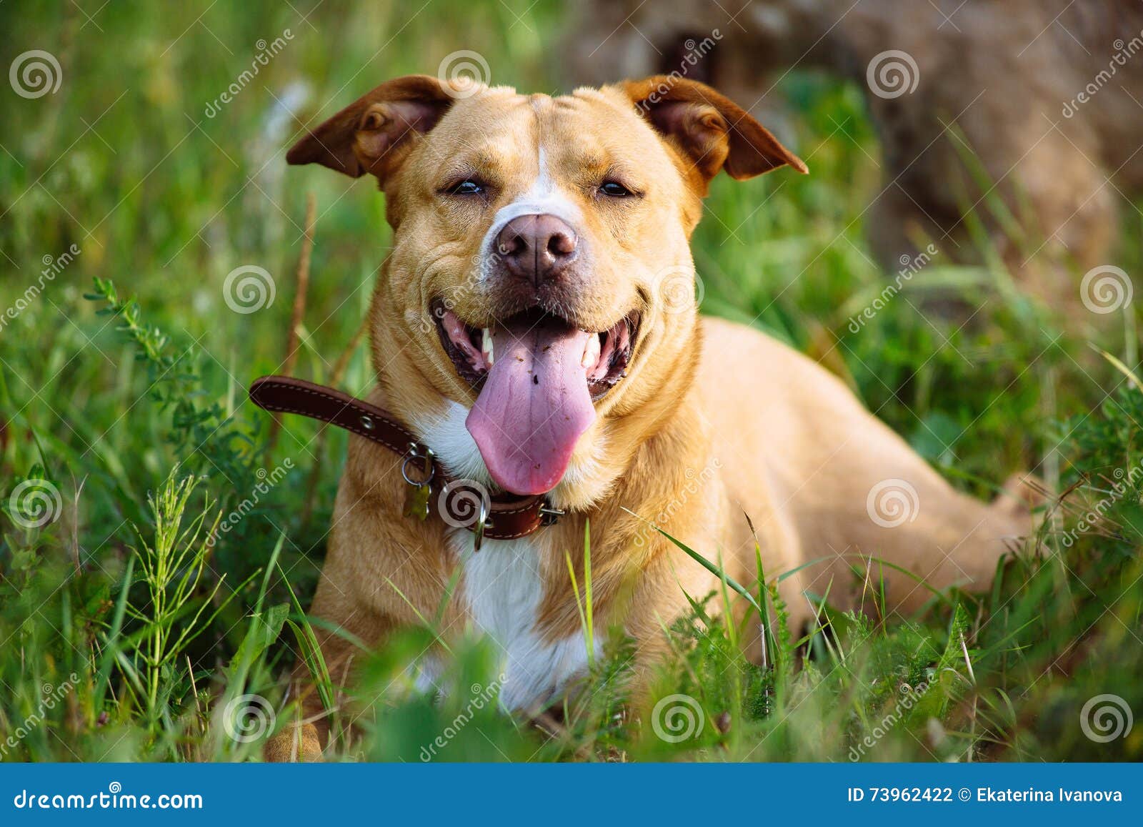 Mooie Rode Hond Die in Het Gras Liggen Stock Foto - Image of zoogdier ...