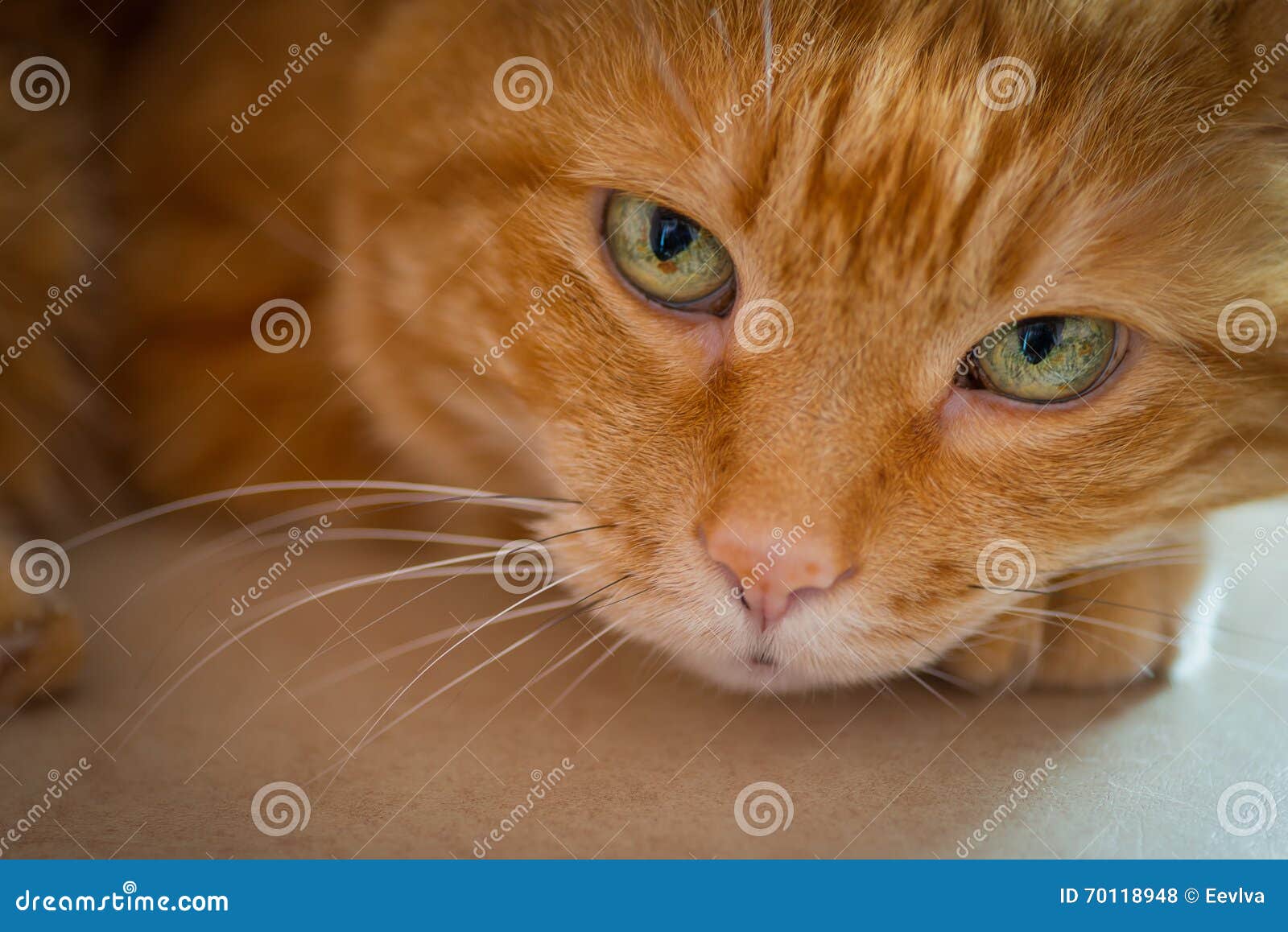 Mooie rode kat stock foto. Image of harig, samenvatting - 70118948