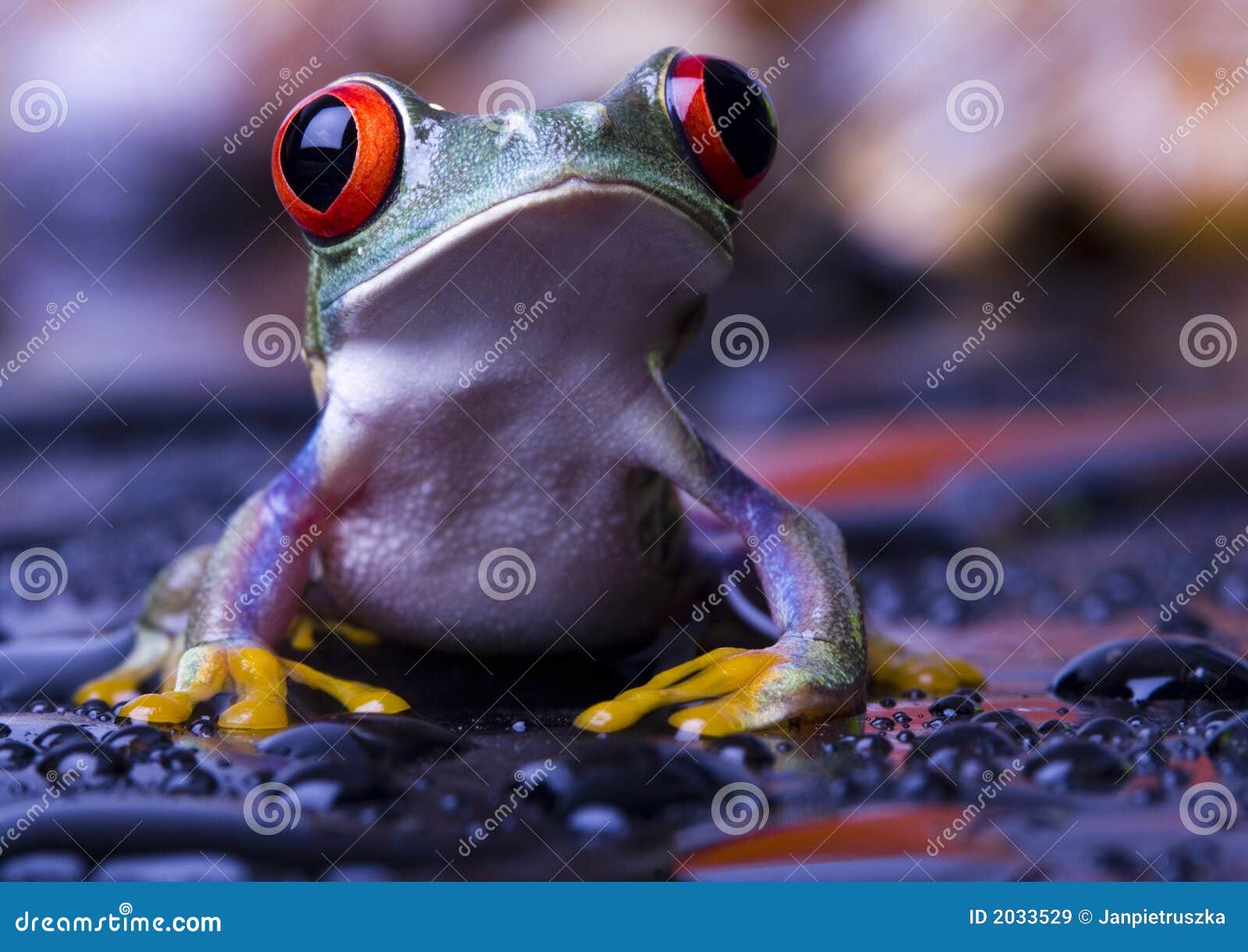 Mooie rode kikker stock afbeelding. Image of bizar, abstractie - 2033529