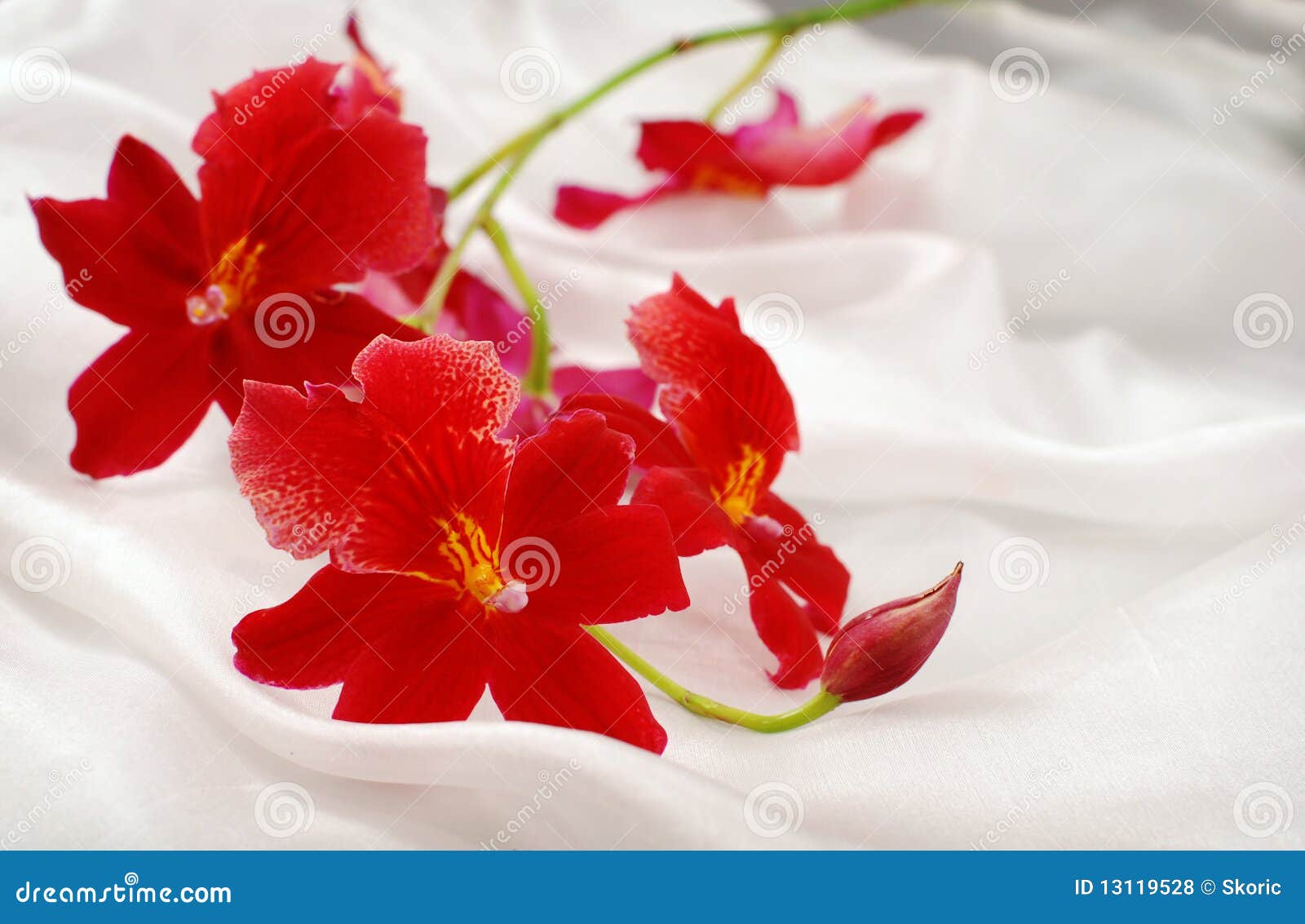 Mooie rode orchidee stock foto. Image of schoonheid, lente - 13119528