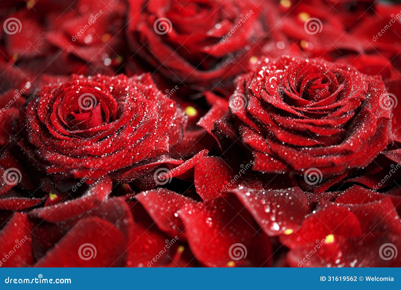 Mooie Rode Rozen stock foto. Image of soorten, patroon - 31619562