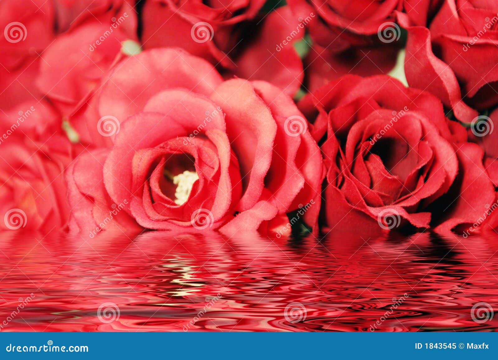 Mooie Rode Rozen Met Waterbezinning Stock Afbeelding - Image of geur ...