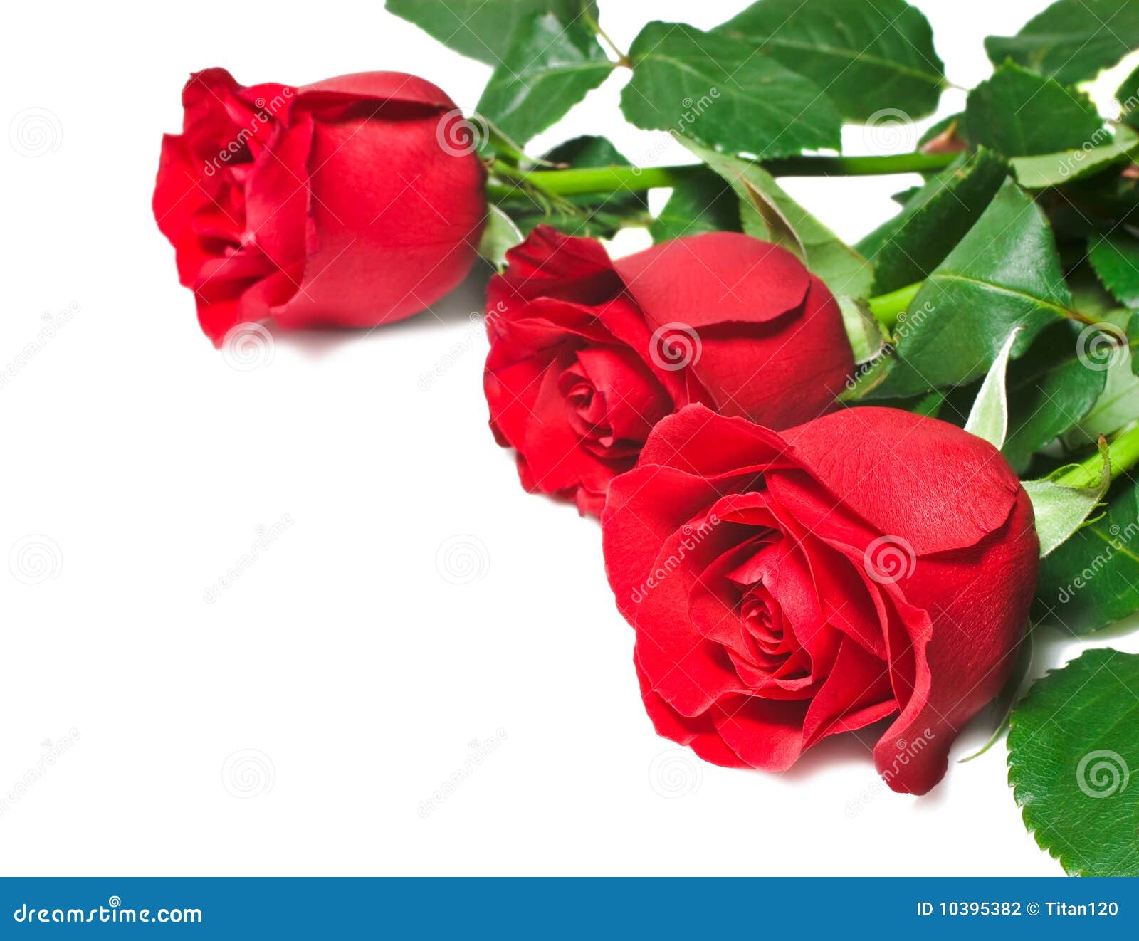 Mooie Rode Rozen Op Een Witte Achtergrond Stock Foto - Image of ...