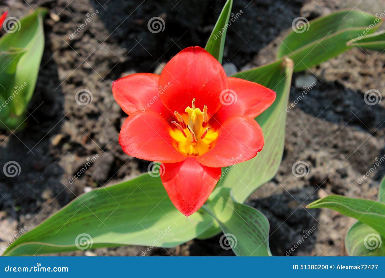 Mooie Rode Tulp stock foto. Image of bloei, bloesem, tuin - 51380200
