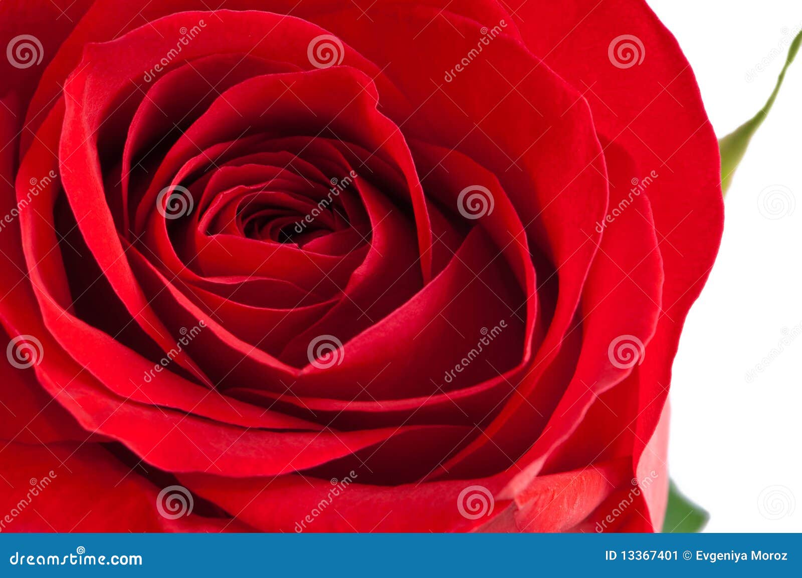 Mooie rood nam op wit toe stock afbeelding. Image of bloesem - 13367401