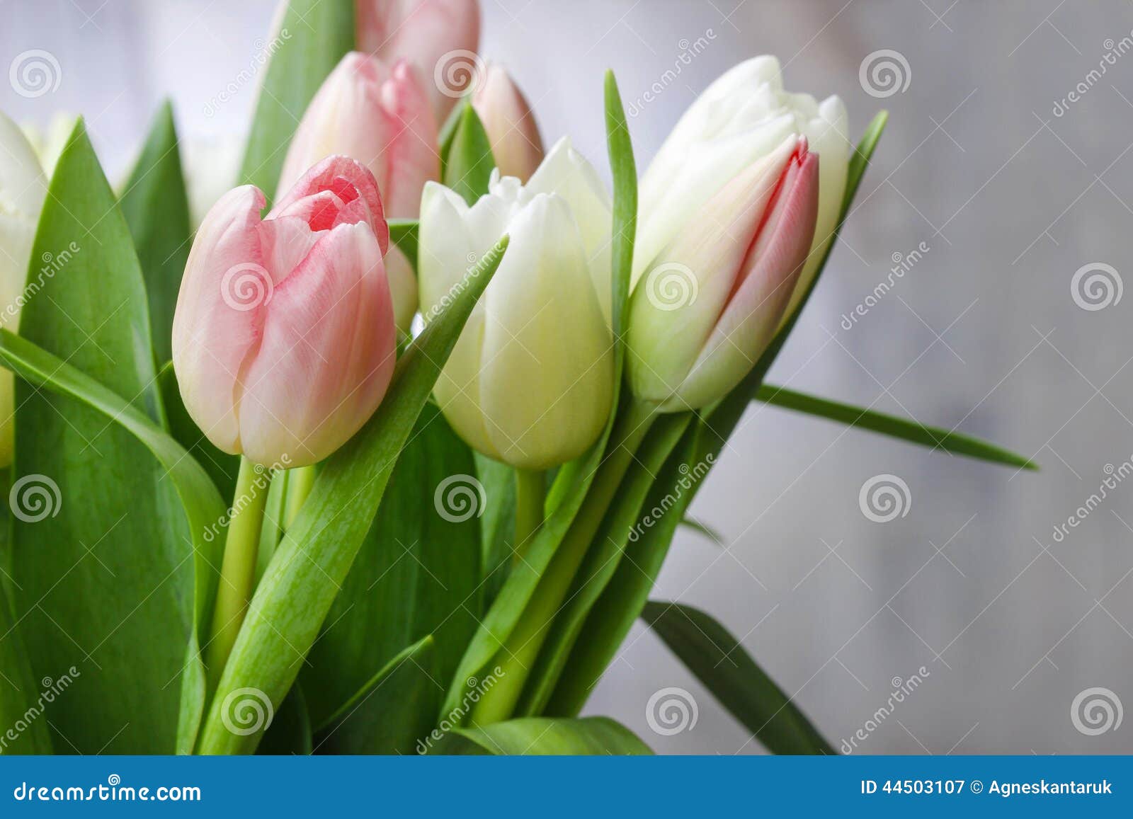 Mooie roze en witte tulpen stock afbeelding. Image of bloem - 44503107