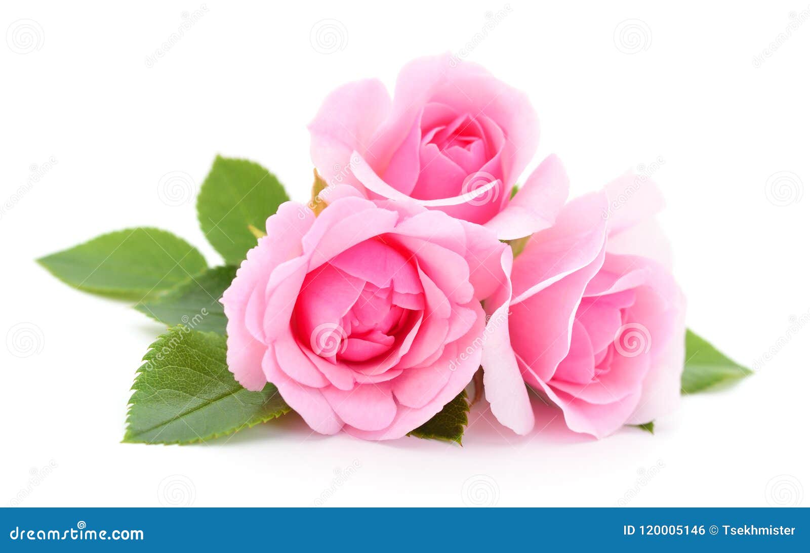 Mooie roze rozen stock foto. Afbeelding bestaande uit studio - 120005146