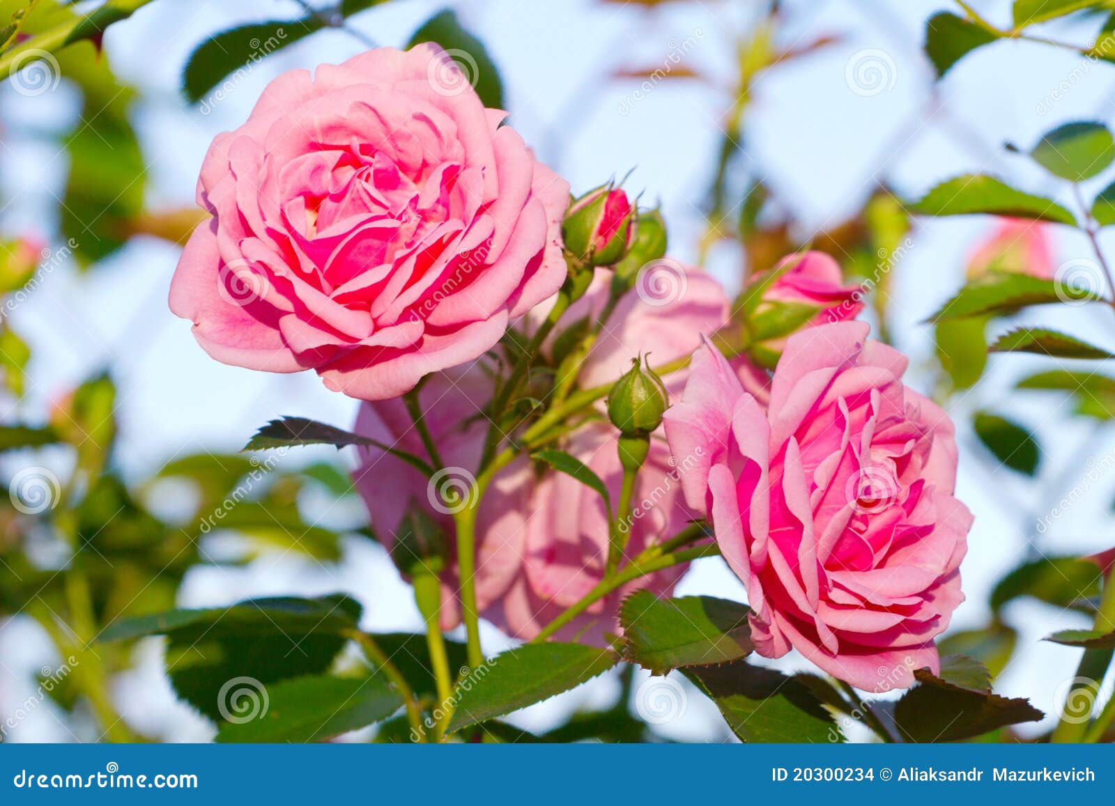 Mooie roze rozen stock foto. Image of kleur, bloemen - 20300234