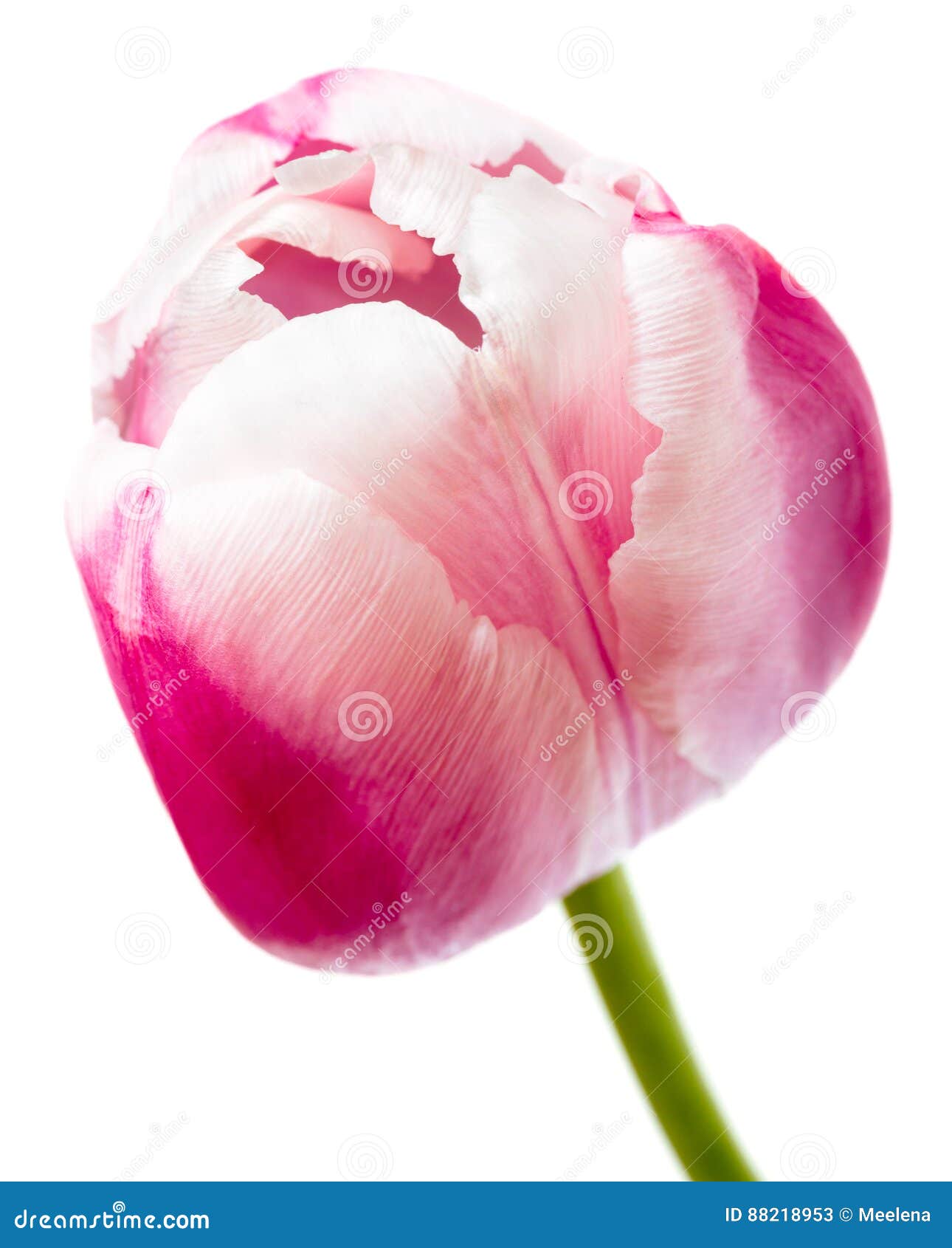 Mooie roze tulp stock afbeelding. Image of prachtig, bloemblaadje ...