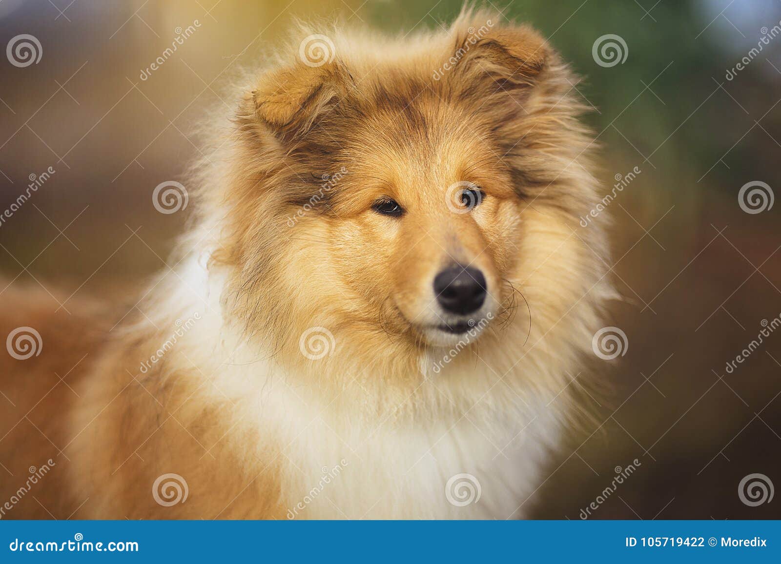 Mooie Sheltie-hond Op De Aard Stock Foto - Image of pluizig, mooi ...