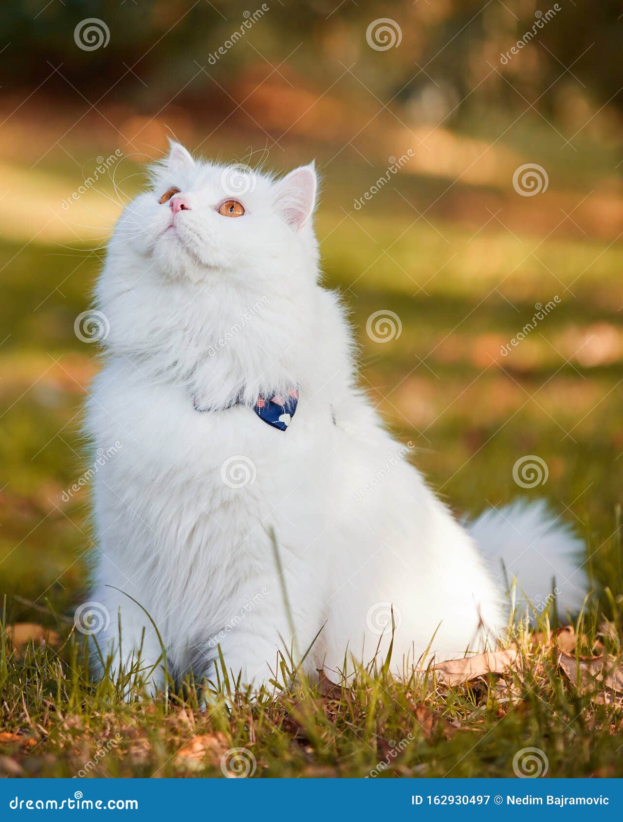 Mooie Turkse Angora-kat stock afbeelding. Image of oost - 162930497