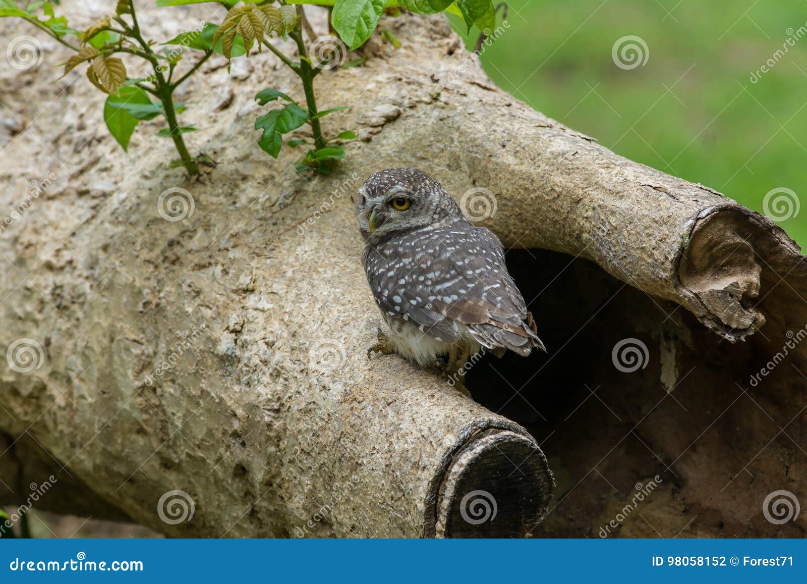 Mooie Uilvogel Bevlekte Jonge Uil Stock Foto - Image of wijfje ...