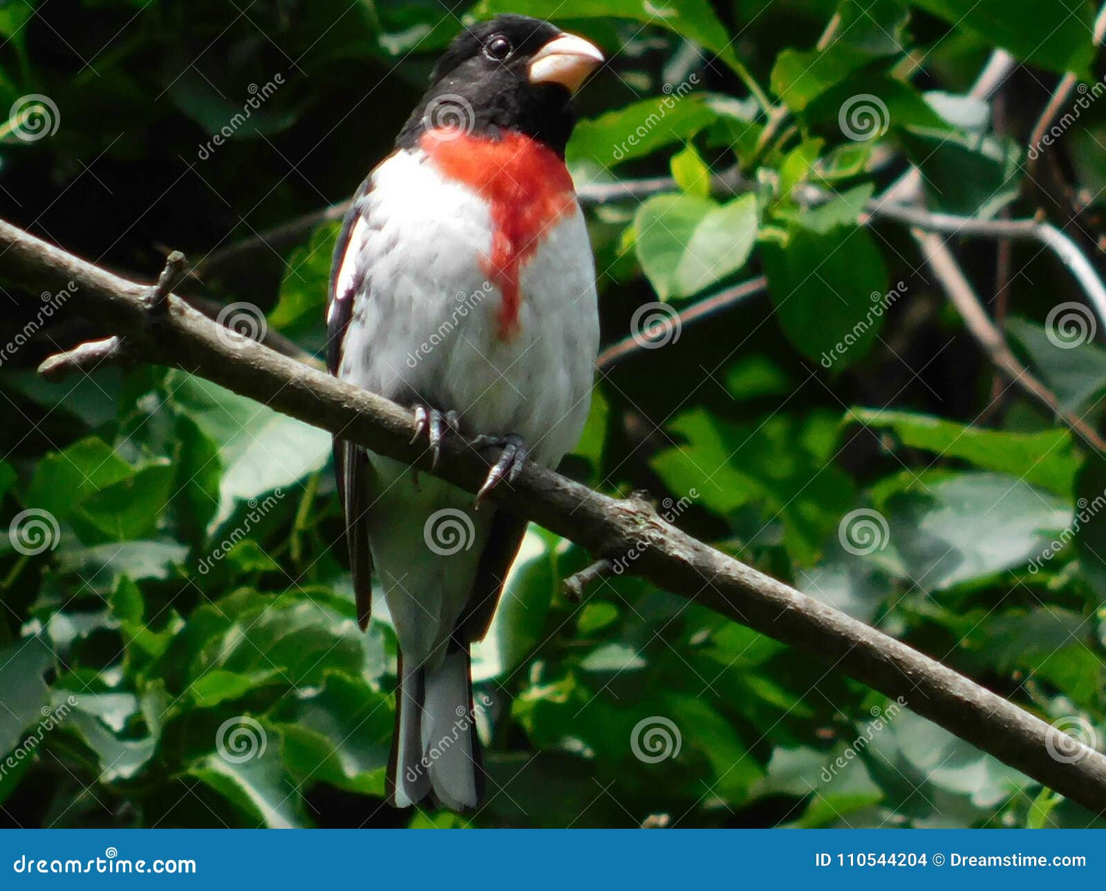 Mooie vogel met rode borst stock foto. Image of veren - 110544204