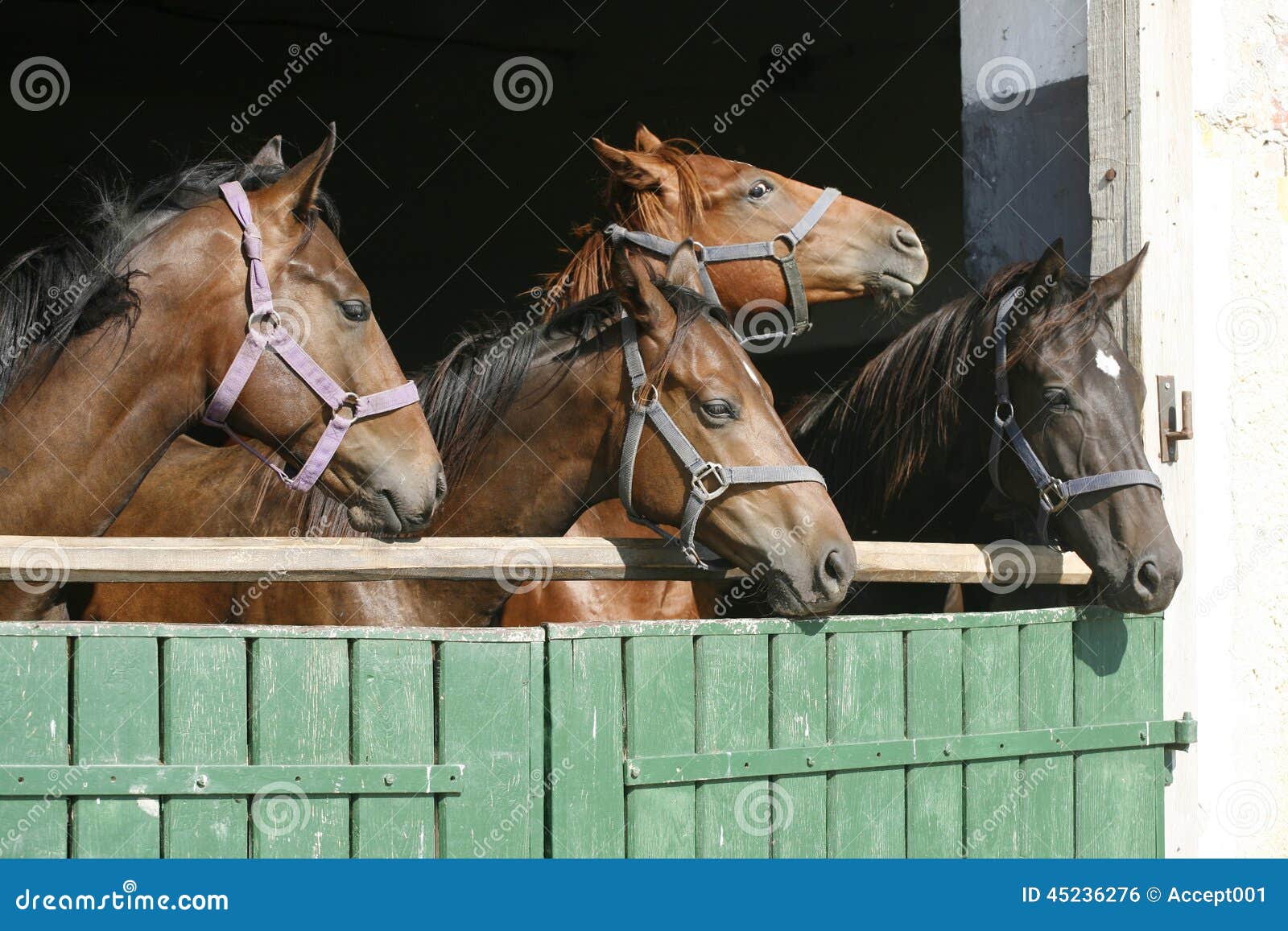 Mooie Volbloed- Paarden Bij De Staldeur Stock Foto - Image of land ... Mooie Volbloed- Paarden Bij De Staldeur Stock Foto - Image of land ...