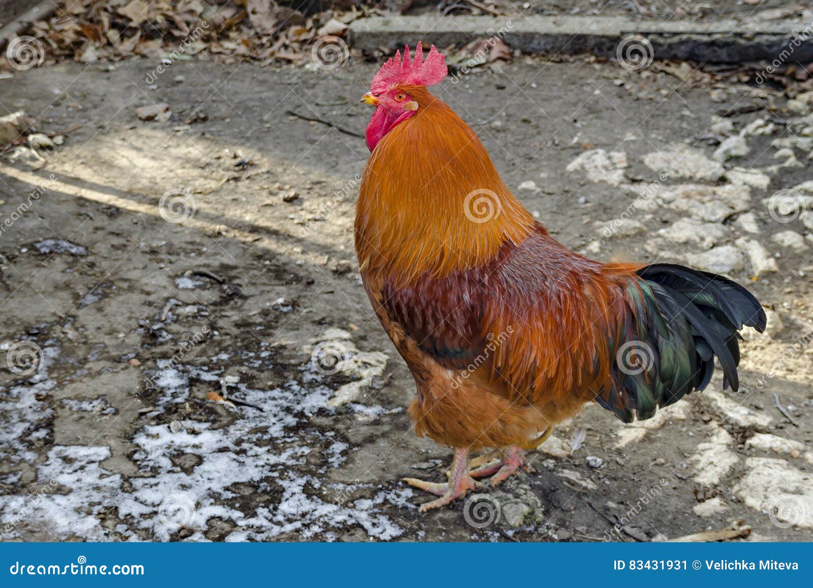 Mooie Vurige Rode Haan in Het Boerenerf Stock Afbeelding - Image of ...