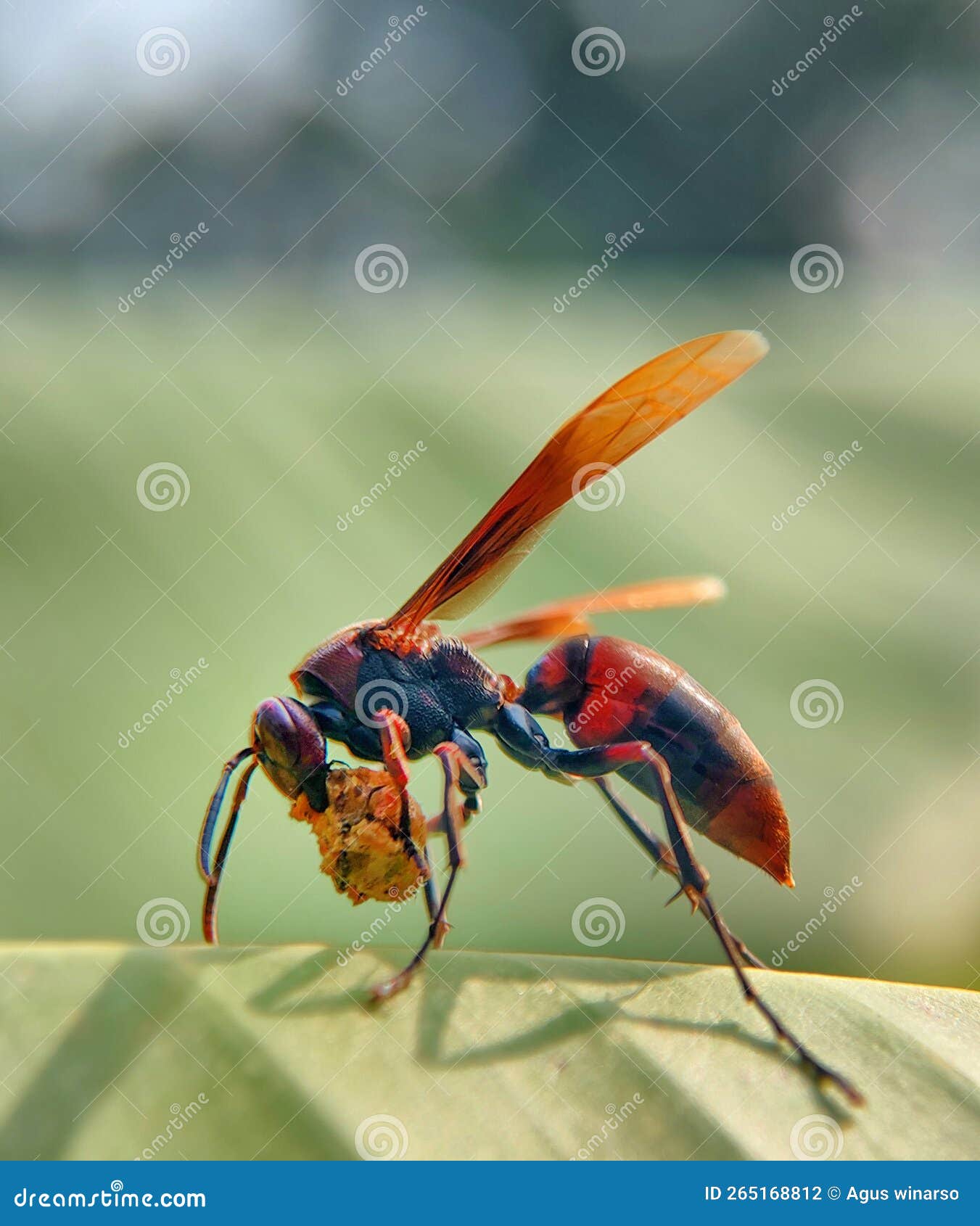 Mooie wasmachine stock foto. Image of zijn, wesp, prooi - 265168812