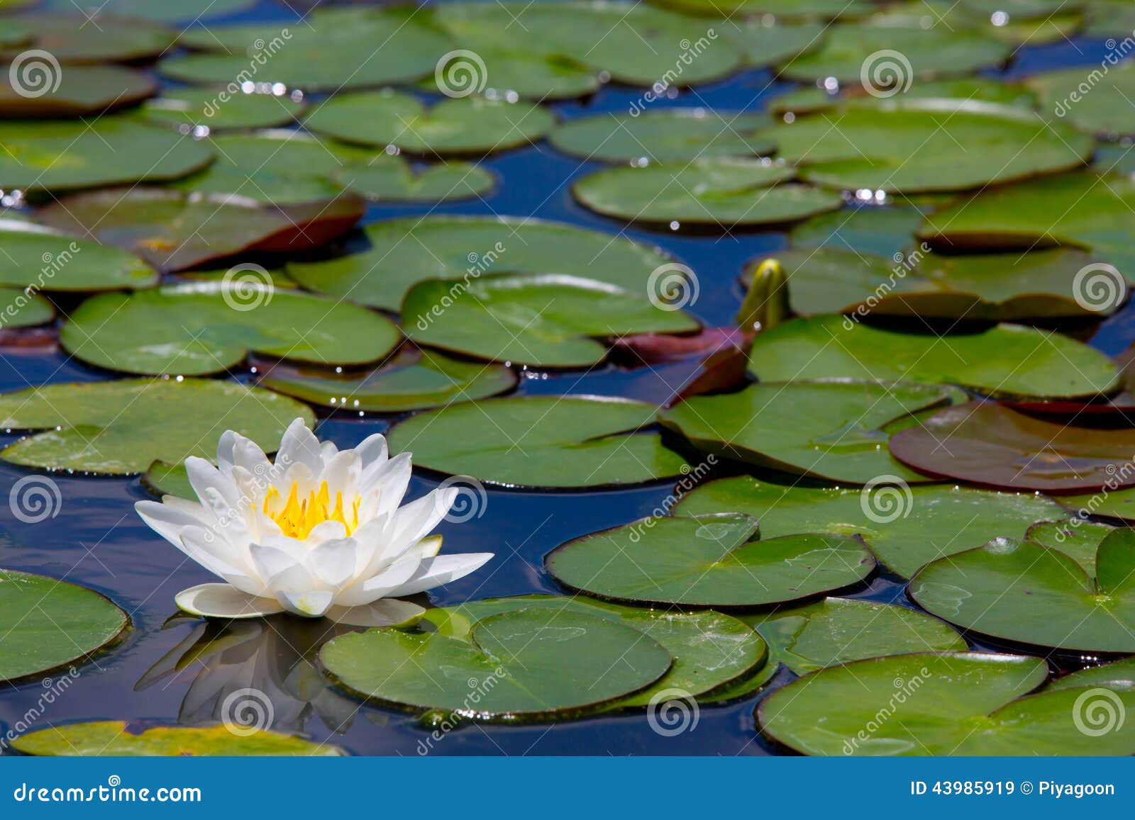 Mooie waterlelie stock afbeelding. Image of bloesem, mooi - 43985919