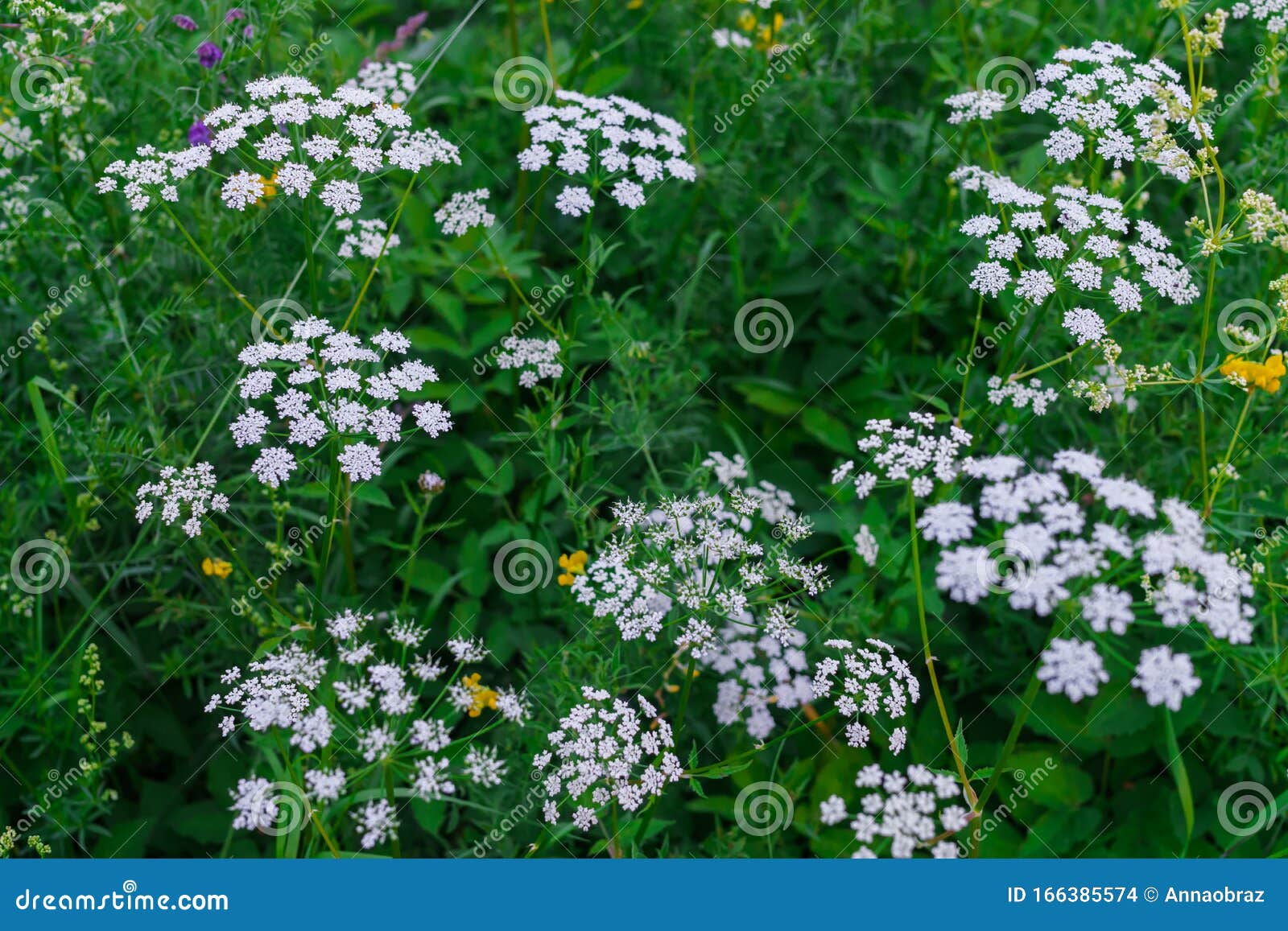 Mooie Weide Van Witte Bloemen in Het Bos Stock Foto - Image of groen ...