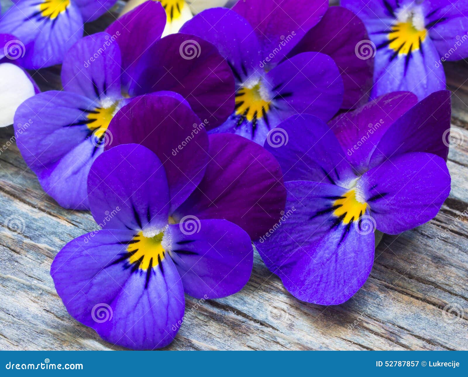 Mooie wilde viooltjes stock afbeelding. Image of plantkunde - 52787857