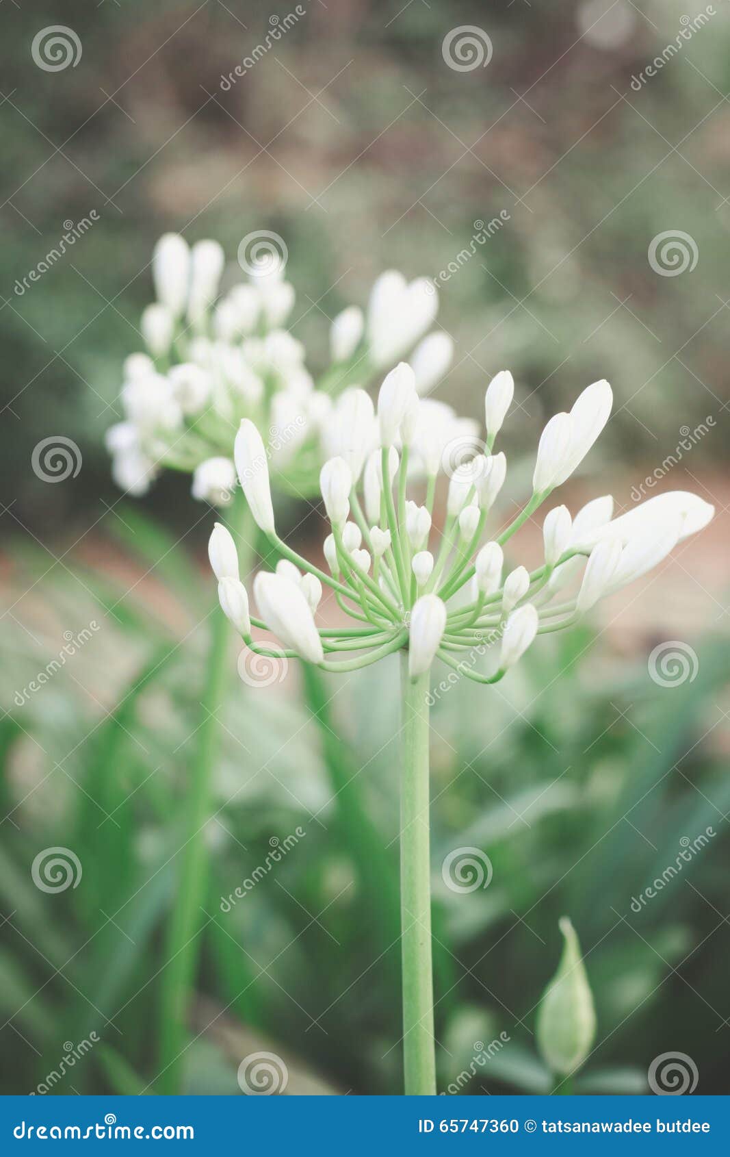 Mooie Witte Bloem stock foto. Image of blad, huis, groen - 65747360