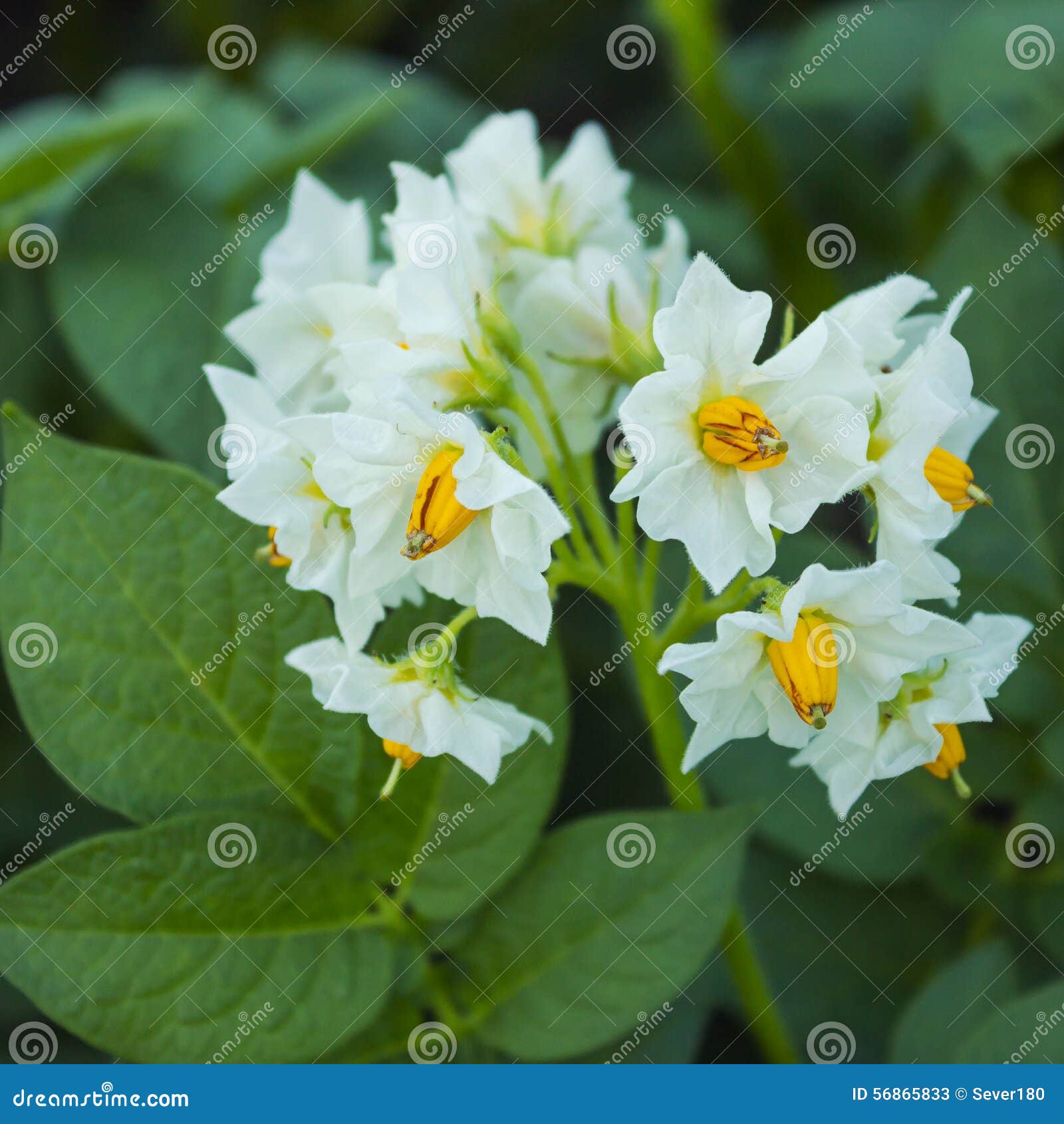 Mooie Witte Bloem Van Aardappel Stock Afbeelding - Image of ...