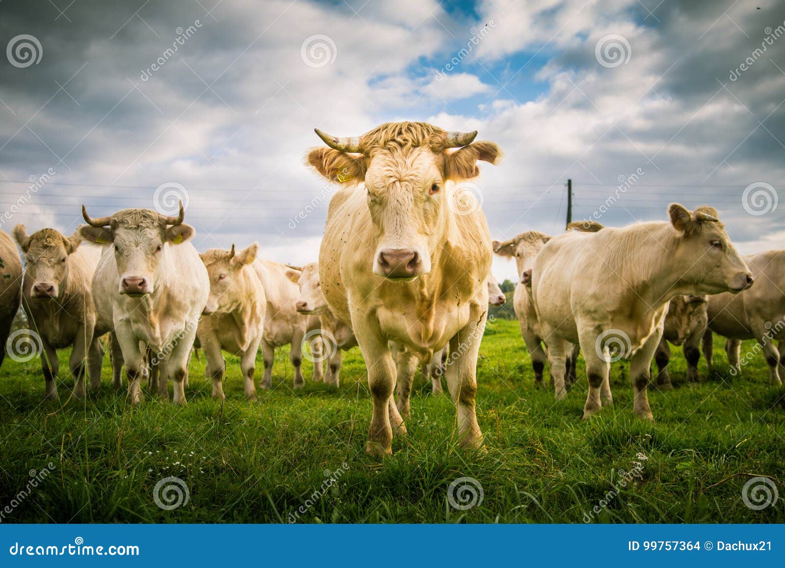Mooie Witte Koeien Op Het Gebied Stock Foto - Image of rundvlees, weide ...