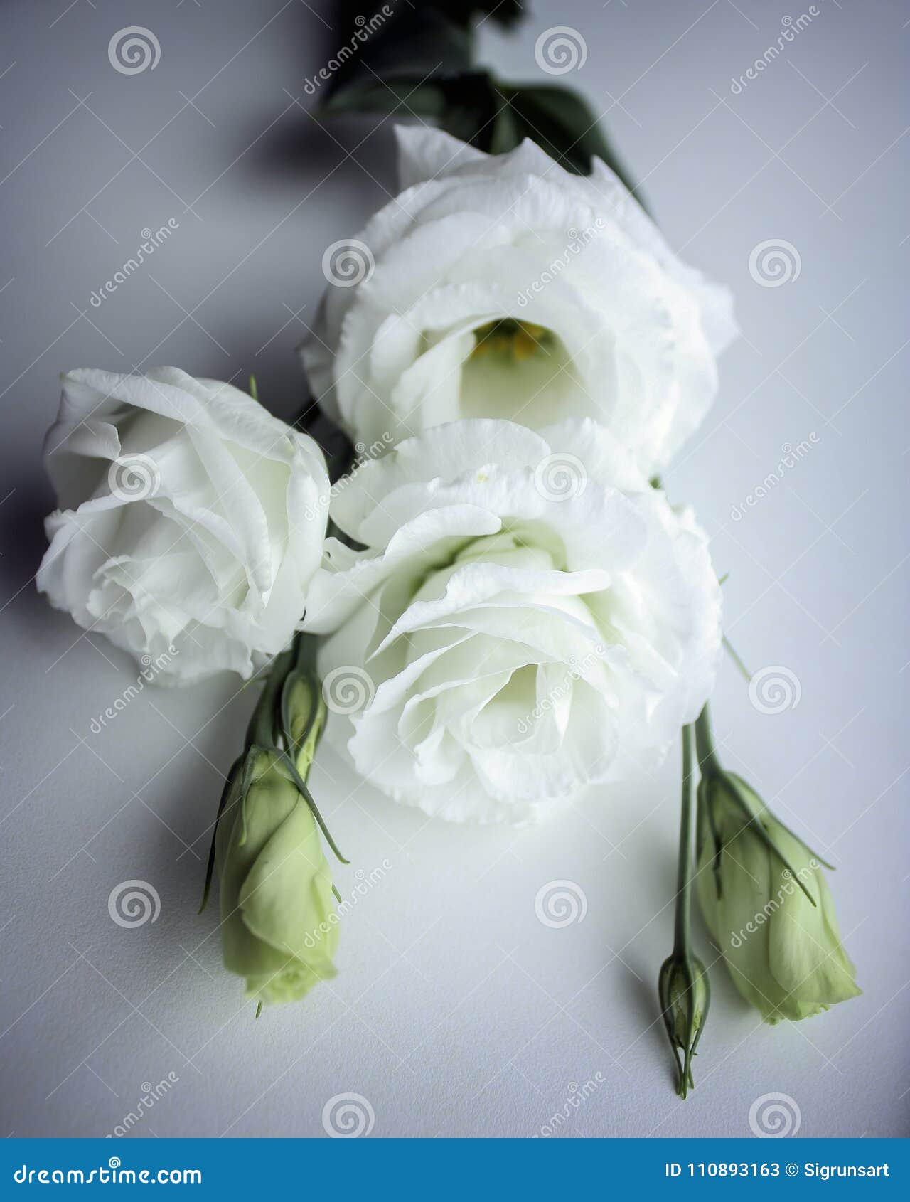 Mooie Witte Rozen Op Een Witte Lijst Stock Afbeelding - Image of ...