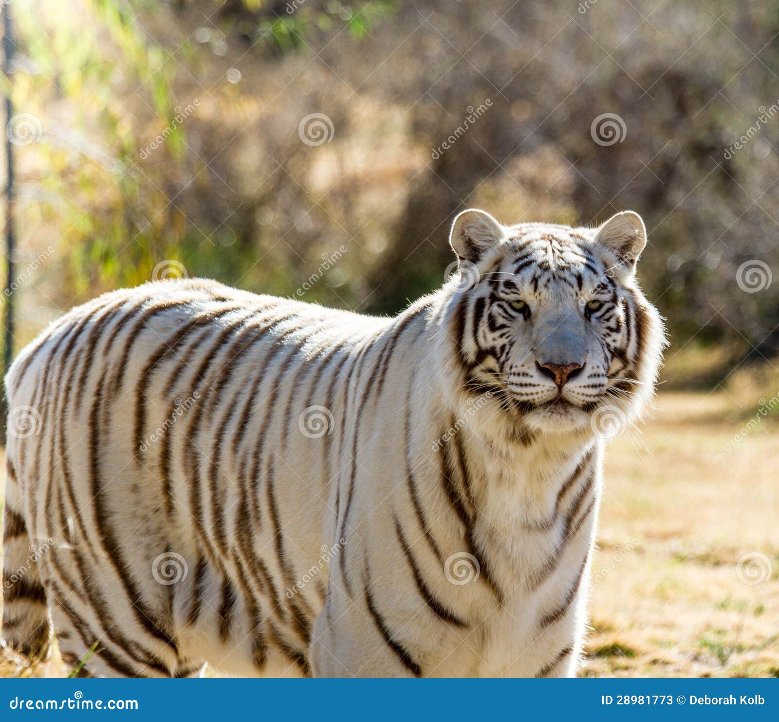 Mooie witte Tijger stock afbeelding. Image of albino - 28981773