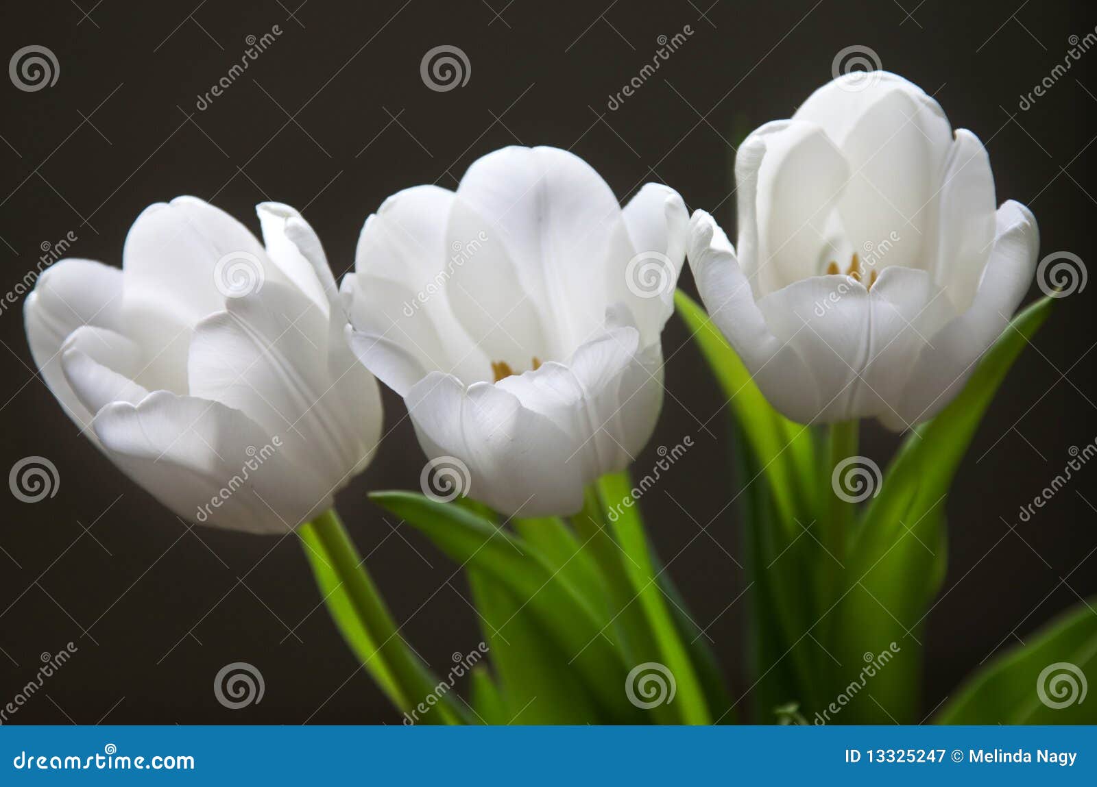 Mooie Witte Tulpen Picture. Image: 13325247
