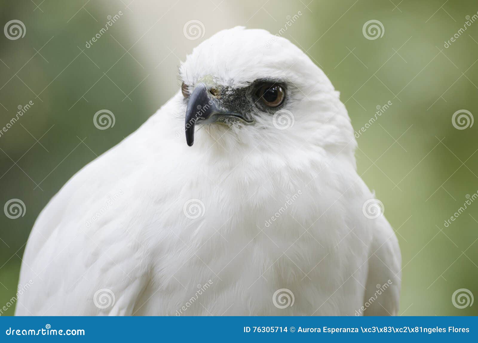 Mooie witte valk stock foto. Image of veer, portret, adelaar - 76305714