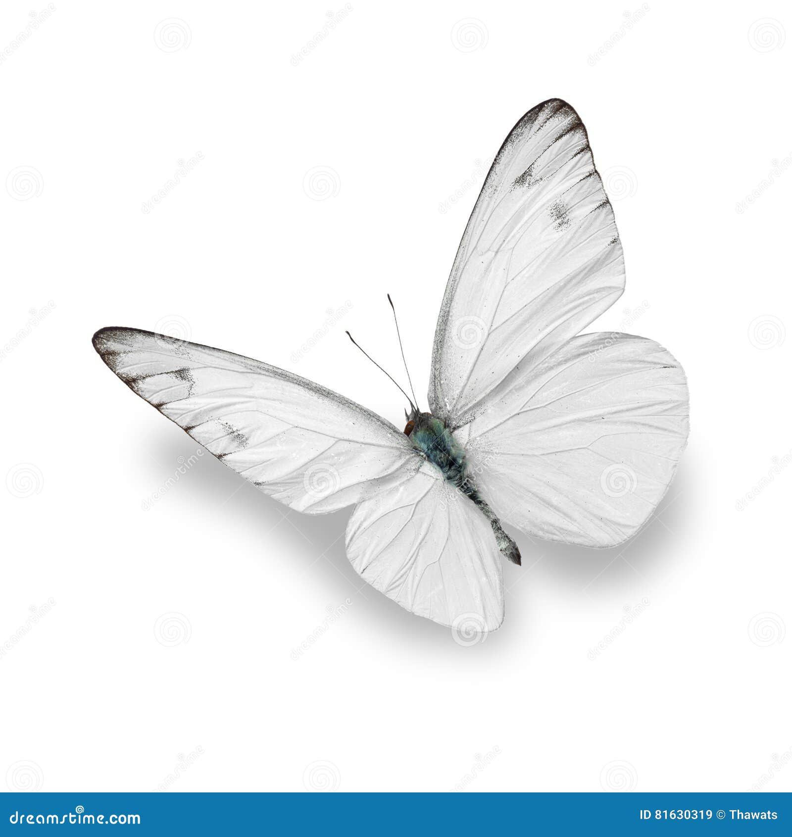 Mooie witte vlinder stock afbeelding. Image of entomologie - 81630319
