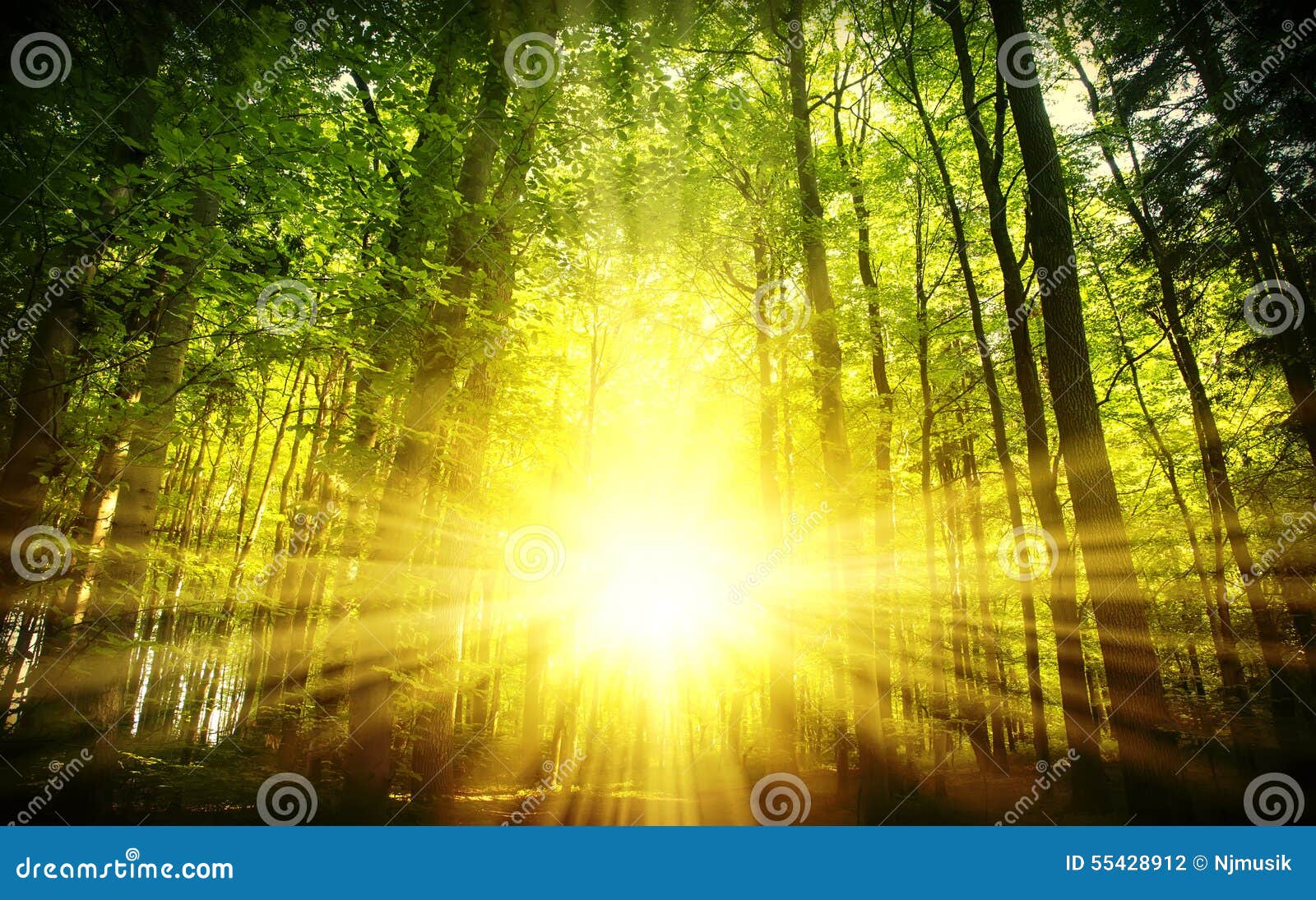 Mooie Zonsondergang in Het Bos Stock Foto - Image of wildernis ...