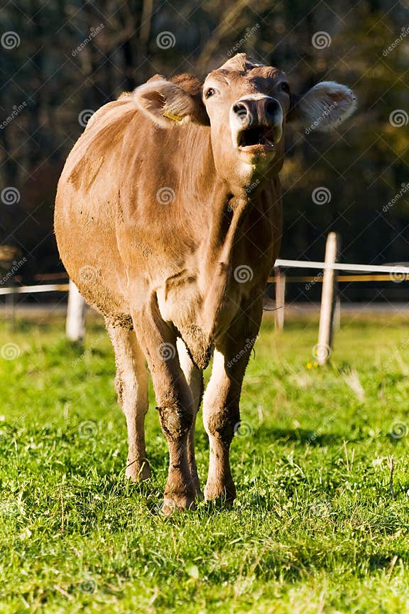 Mooing cow stock photo. Image of agriculture, mammal - 16990612