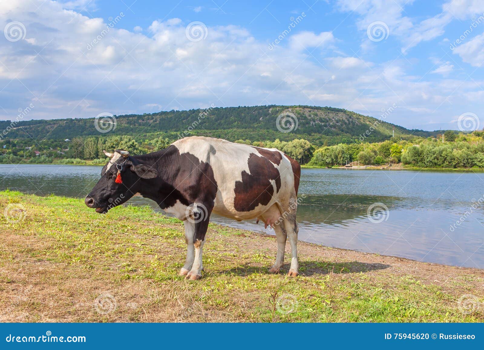 Mooing cow stock photo. Image of nature, country, horn - 75945620