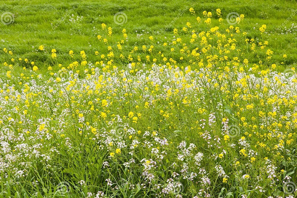 Mooli and flowers stock image. Image of flora, field - 40030843