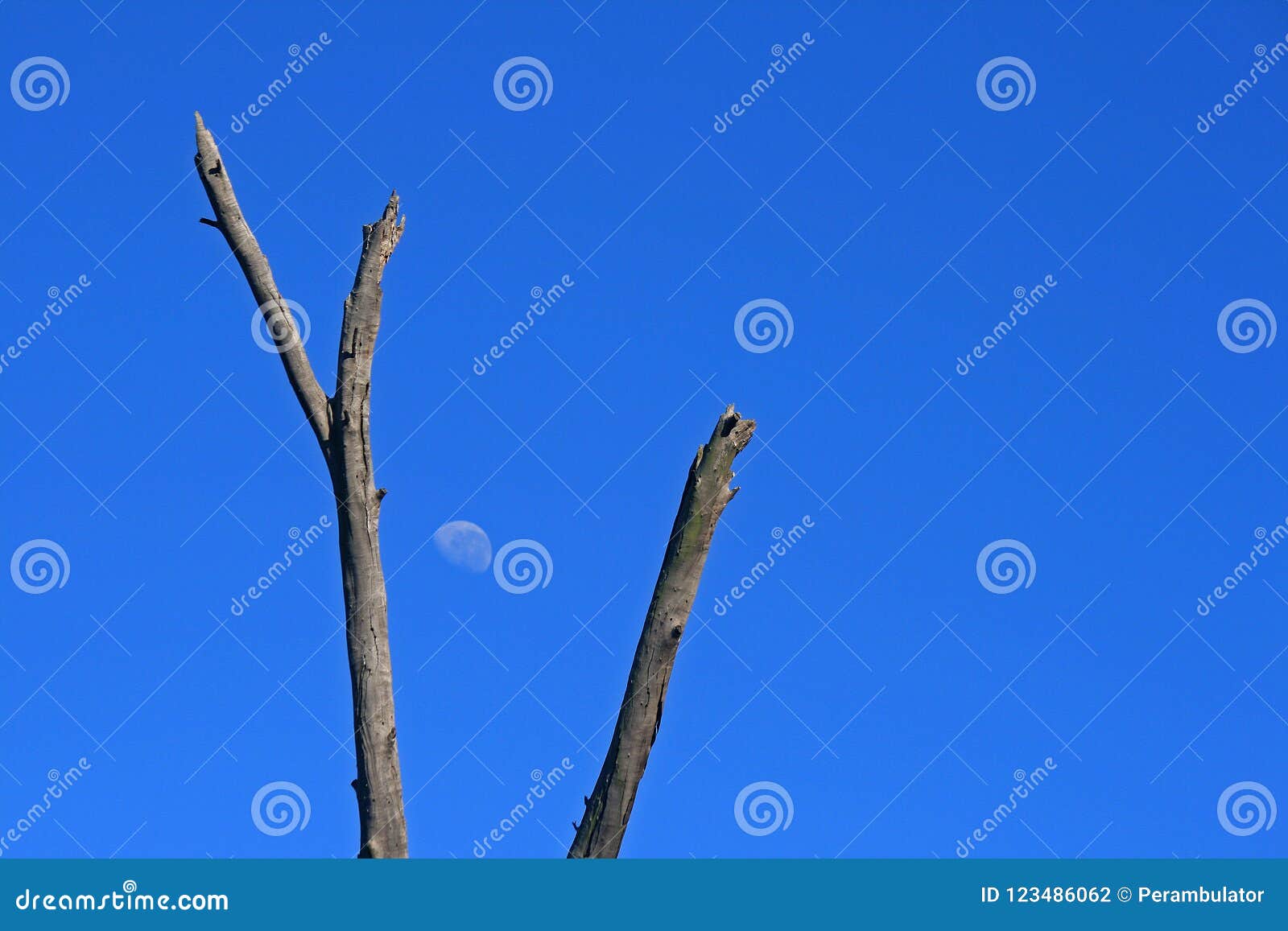 MOON between ABSTRACT DEAD TREES in BLUE MORNING SKY Stock Photo ...