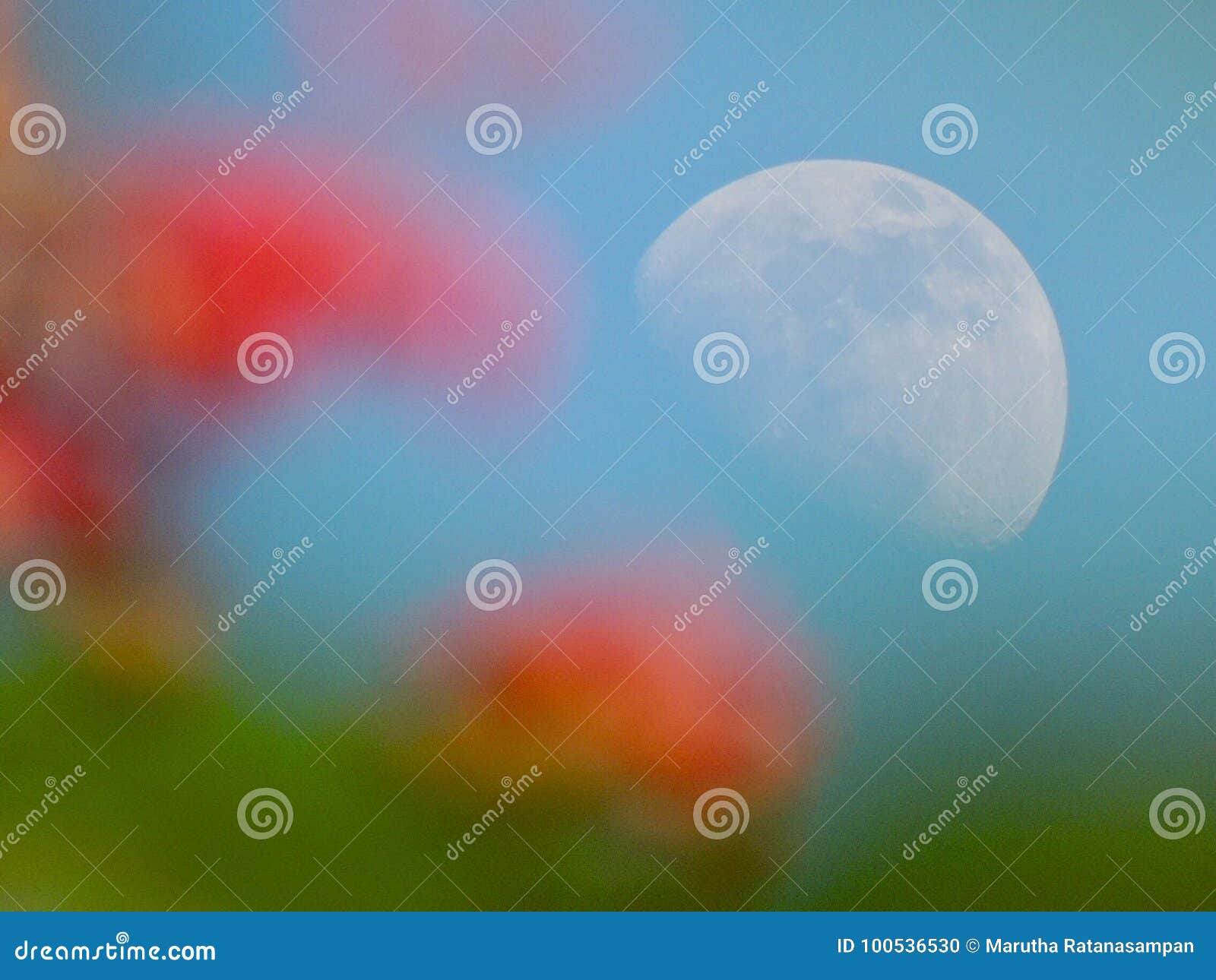 The moon in the afternoon stock photo. Image of moon - 100536530