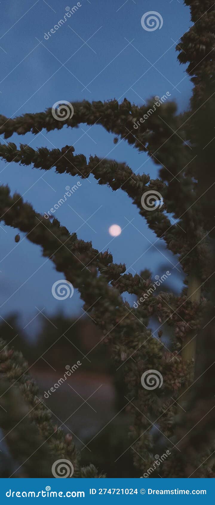 Moon in the Afternoon Sky Night Tree Stock Photo - Image of night, moon ...