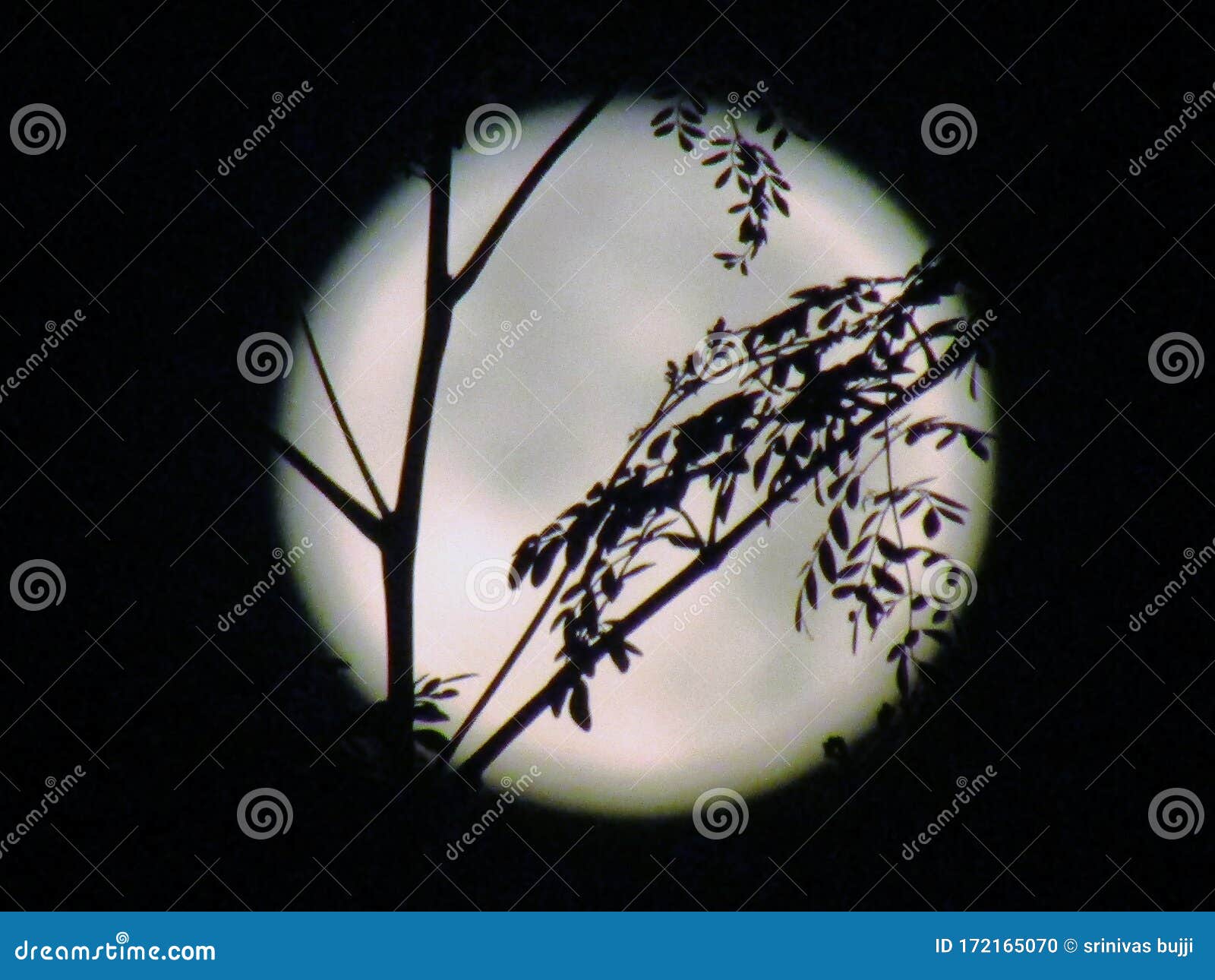 Moon Background Tree Midnight View Stock Photo - Image of tree ...