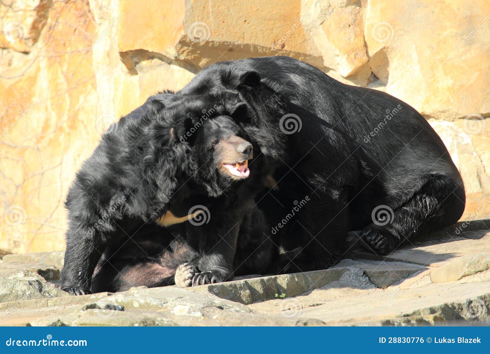 Moon bear stock photo. Image of rock, nature, adult, white - 28830776