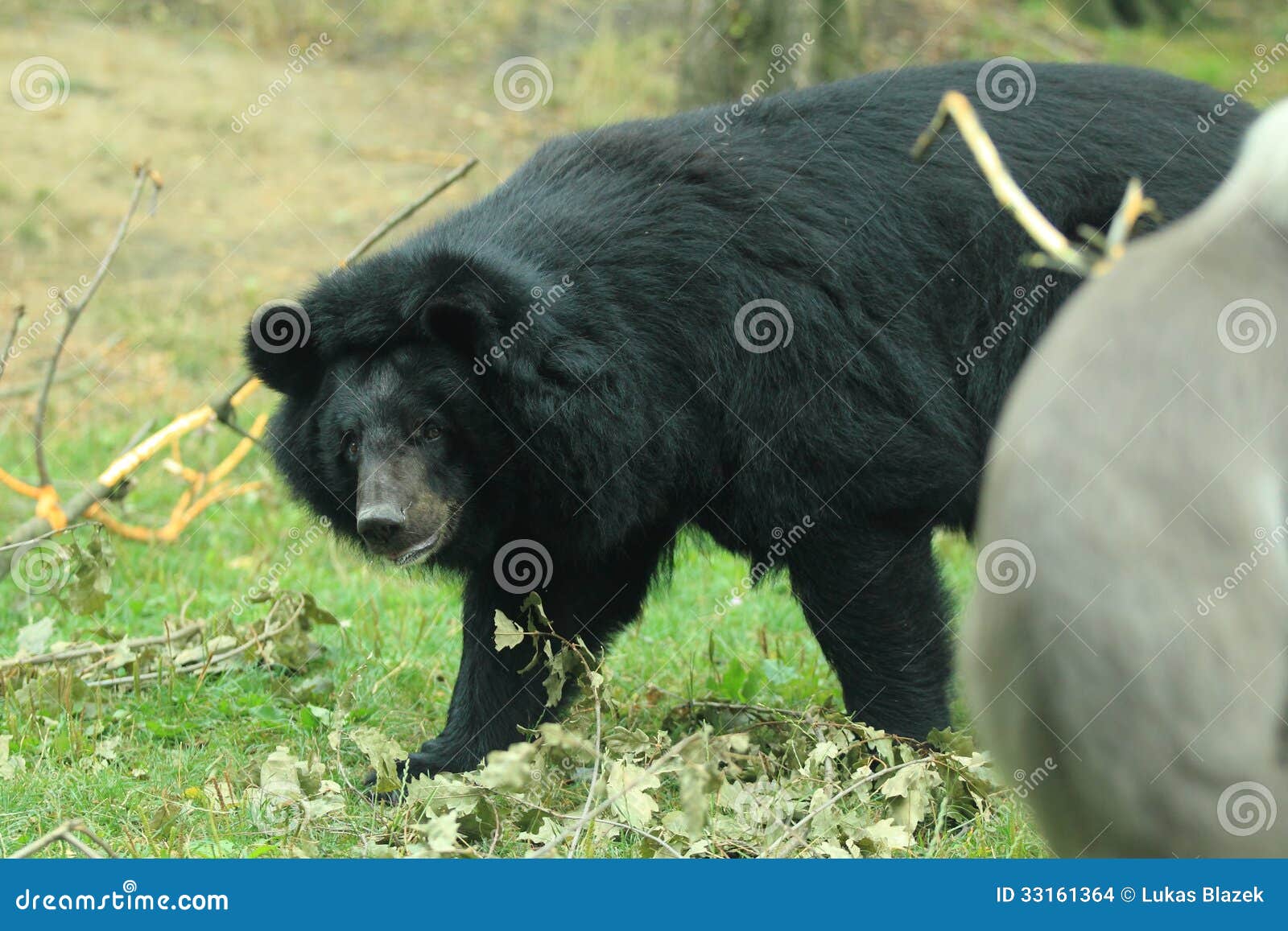 Moon bear stock photo. Image of thibetanus, chestes, asiatic - 33161364