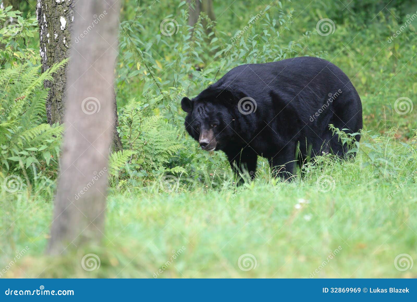 Moon Bear Stock Image | CartoonDealer.com #32864737