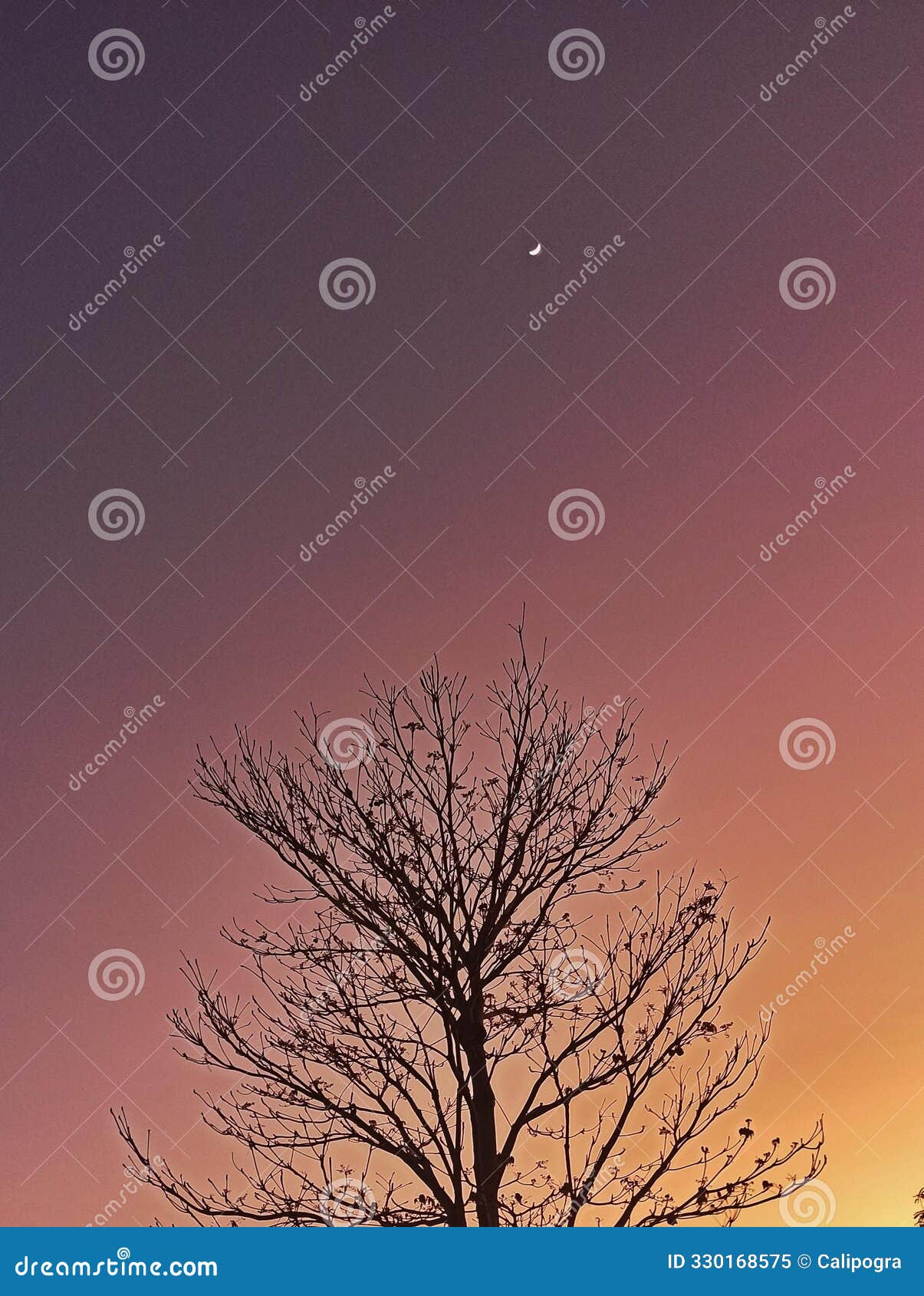 The Moon in the Beautiful Sky Gradation Above the Big Tree Stock Image ...