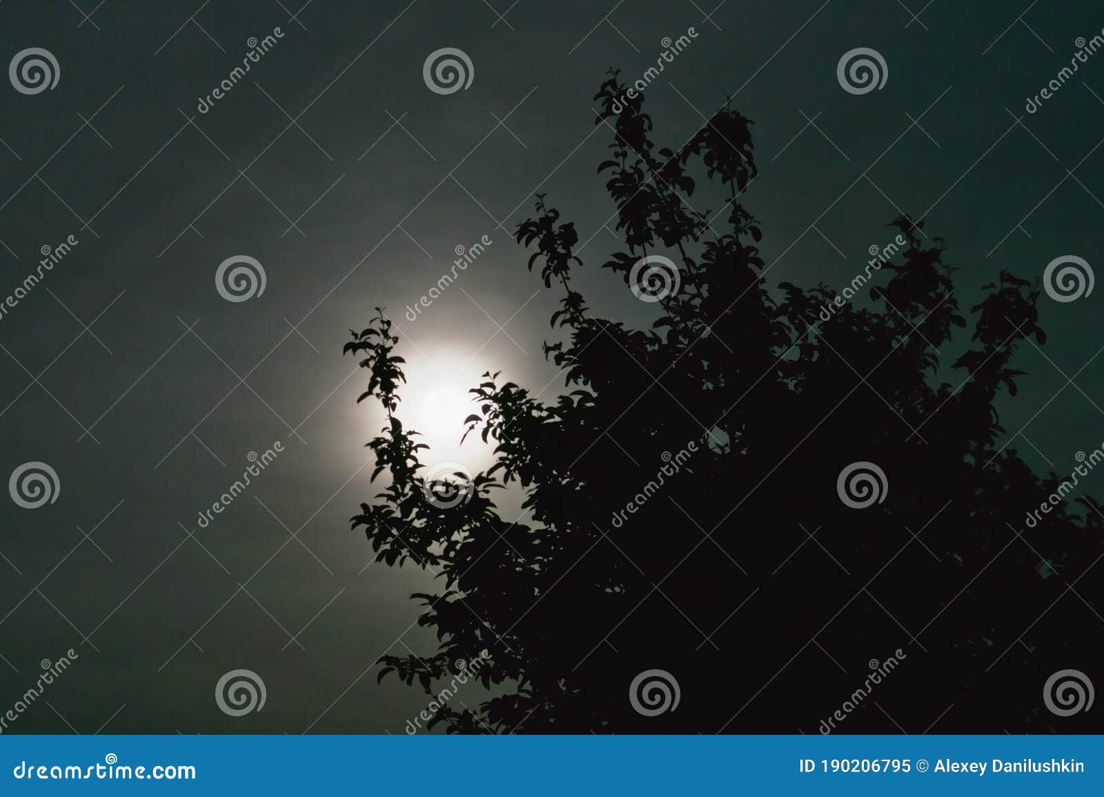 The Moon Behind the Tree Branches on a Dark Night. Stock Image - Image ...